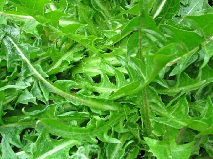 The 11 Best Arugula Substitutes - Caitey Jay